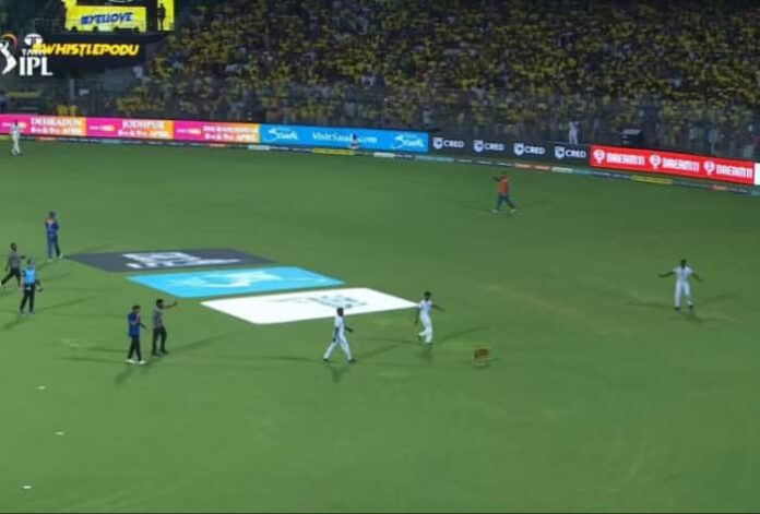 Stray Dog Causes Delay in CSK vs LSG Match at Chepauk, Amusing Players ...