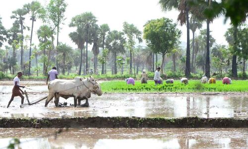 Telangana enters a golden era with farmers' support programs | Telangana Tribune